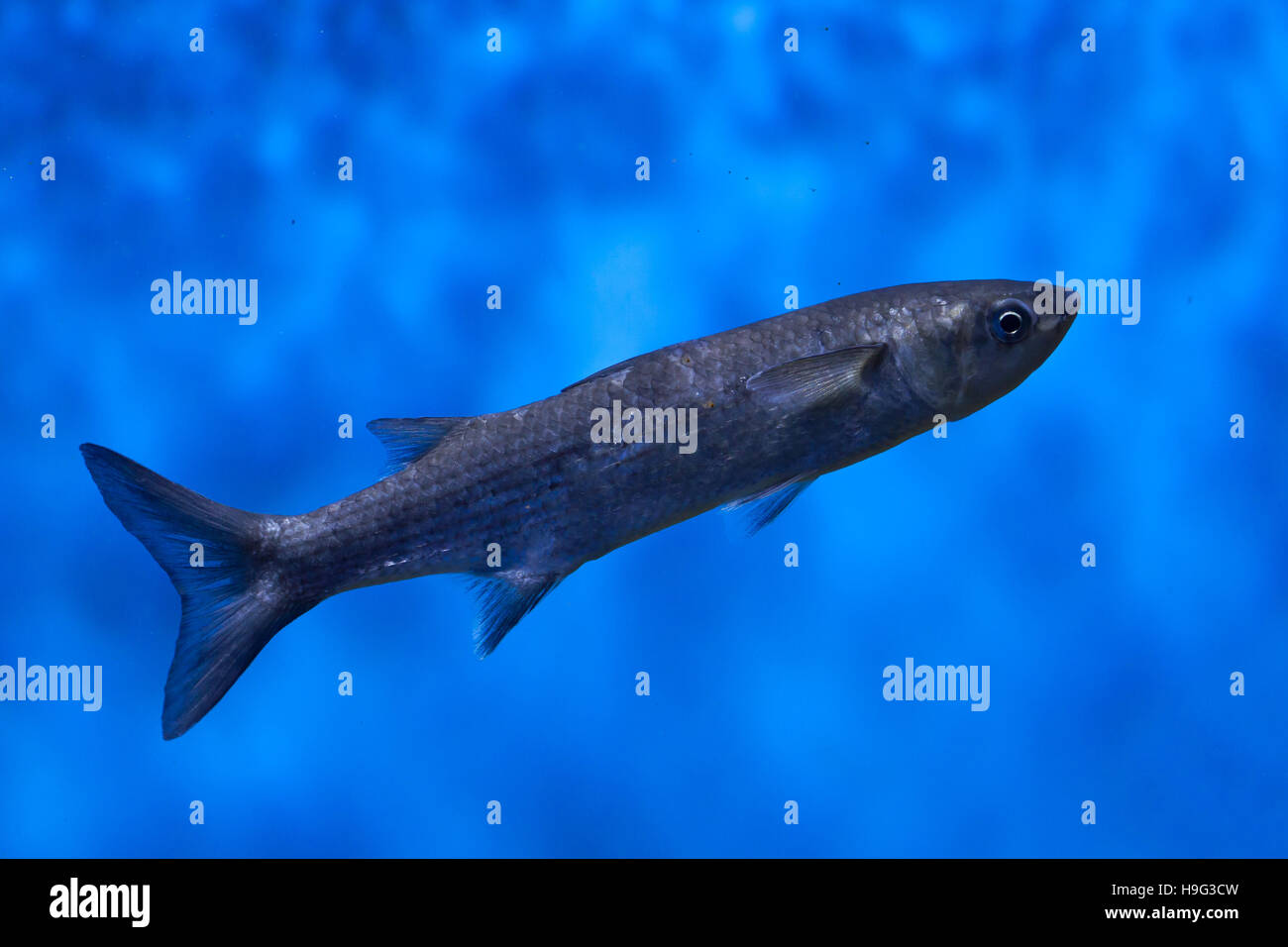 Thicklip grey mullet (Chelon labrosus Stock Photo - Alamy