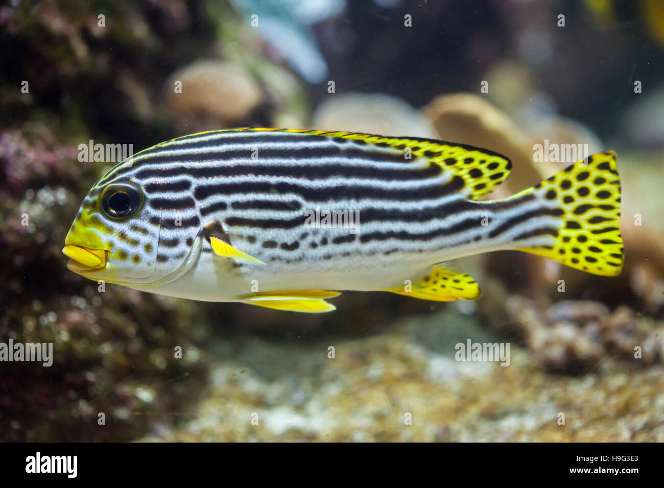 Yellow banded sweetlips fish hi-res stock photography and images - Alamy