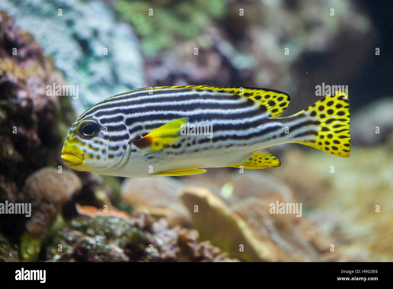 Yellow-banded sweetlips (Plectorhinchus lineatus). Marine fish Stock ...