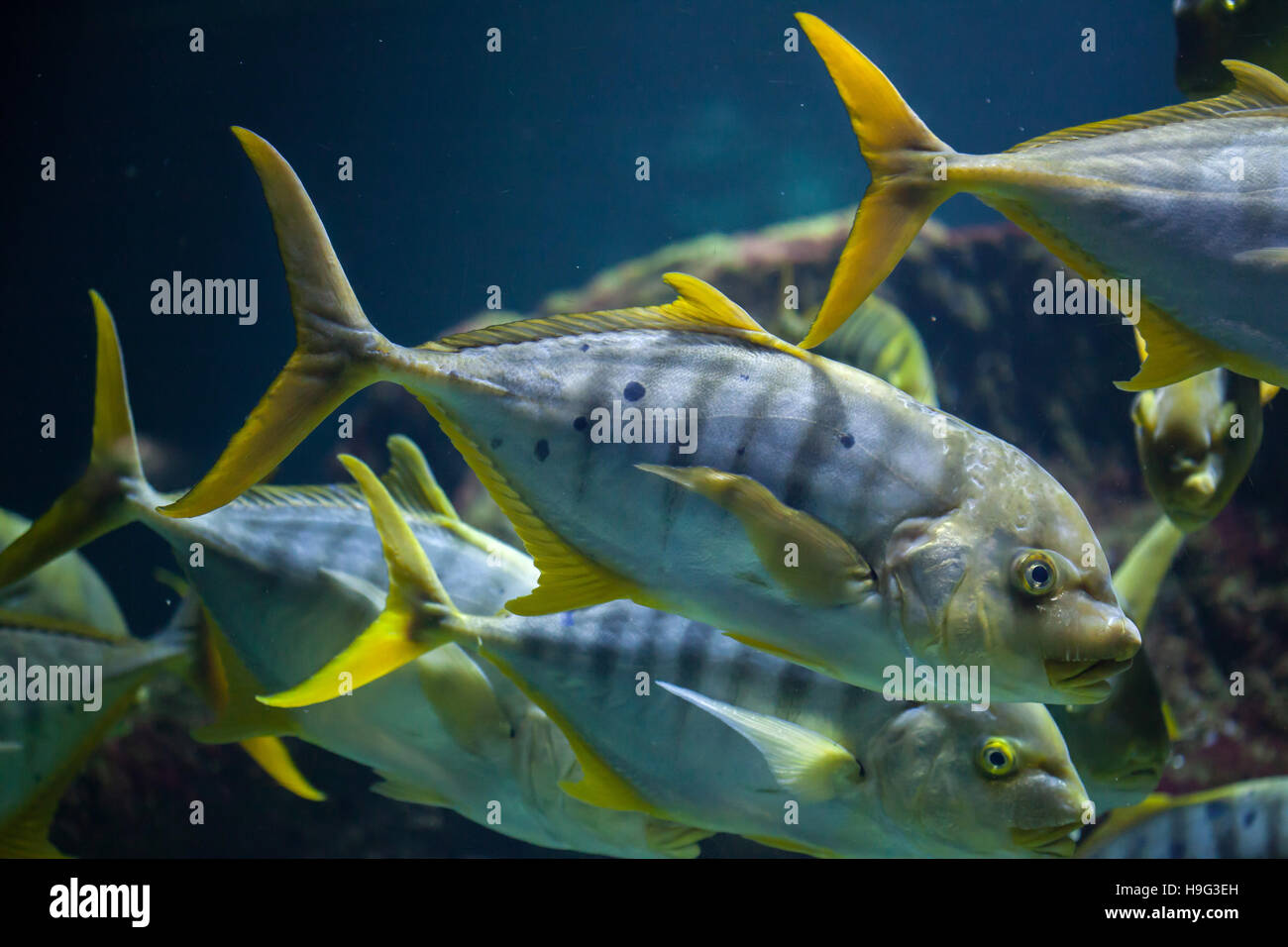Golden trevally (Gnathanodon speciosus), also known as the golden ...