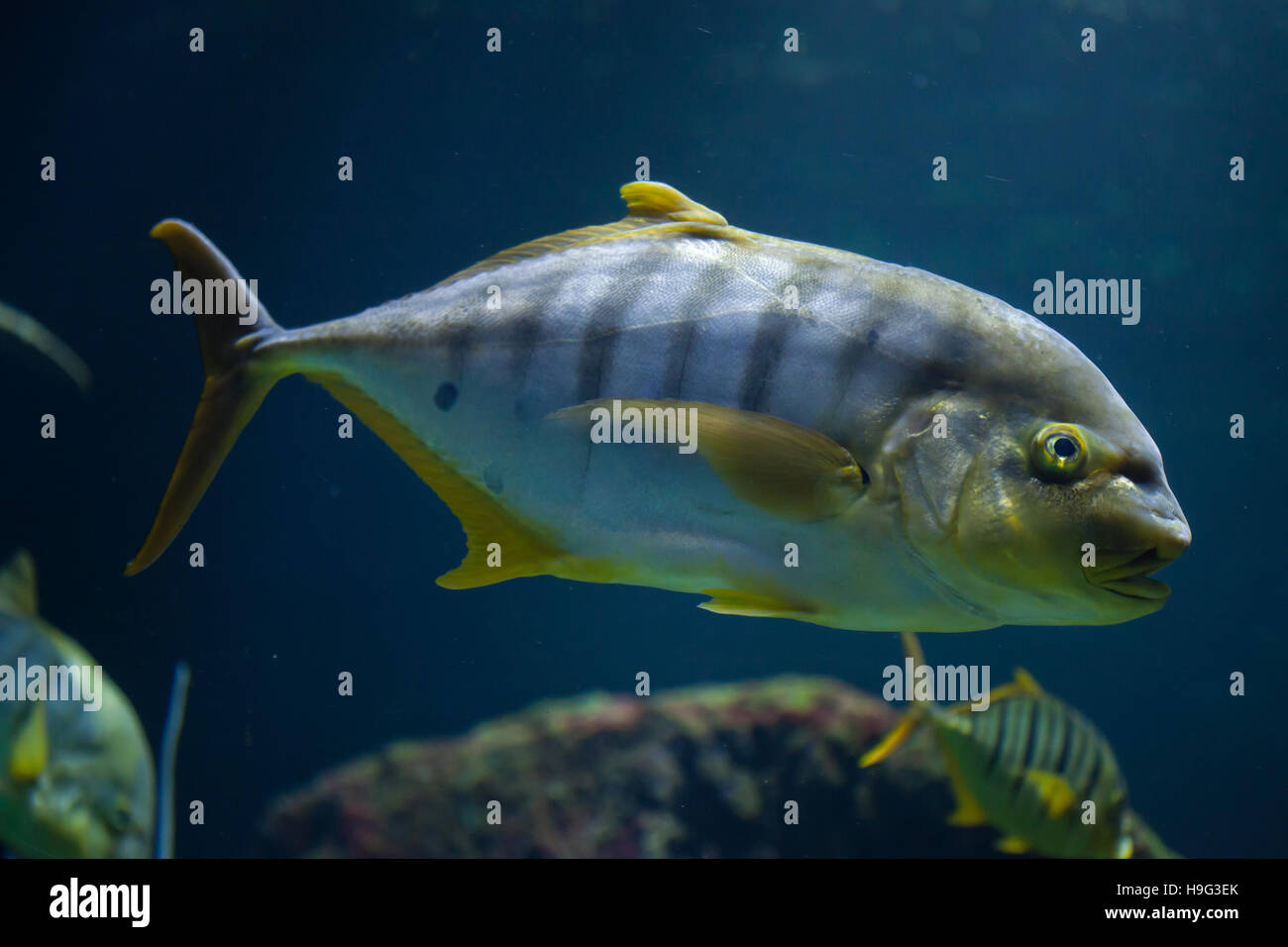 Golden trevally (Gnathanodon speciosus), also known as the golden ...