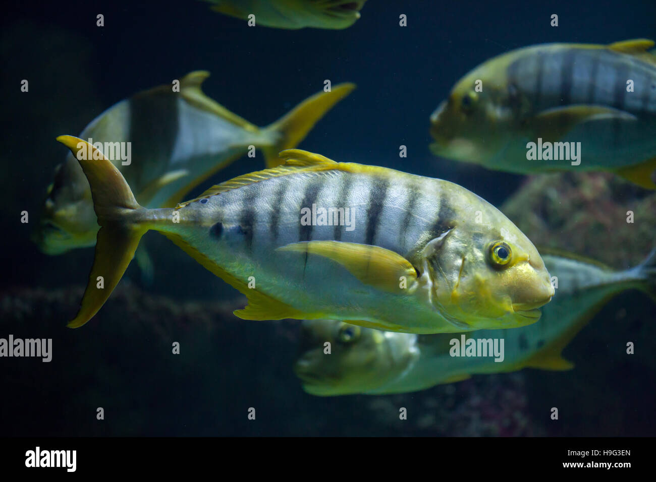 Golden trevally (Gnathanodon speciosus), also known as the golden ...