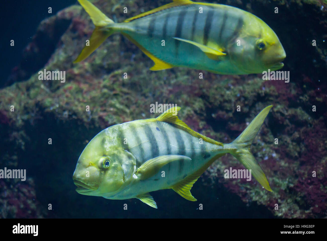 Golden trevally (Gnathanodon speciosus), also known as the golden ...