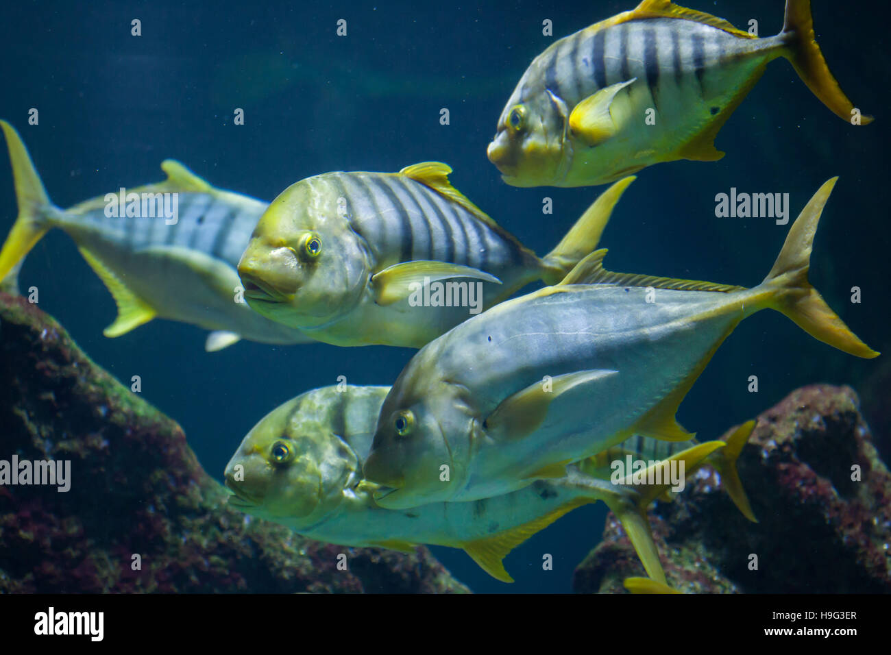 Golden trevally (Gnathanodon speciosus), also known as the golden ...