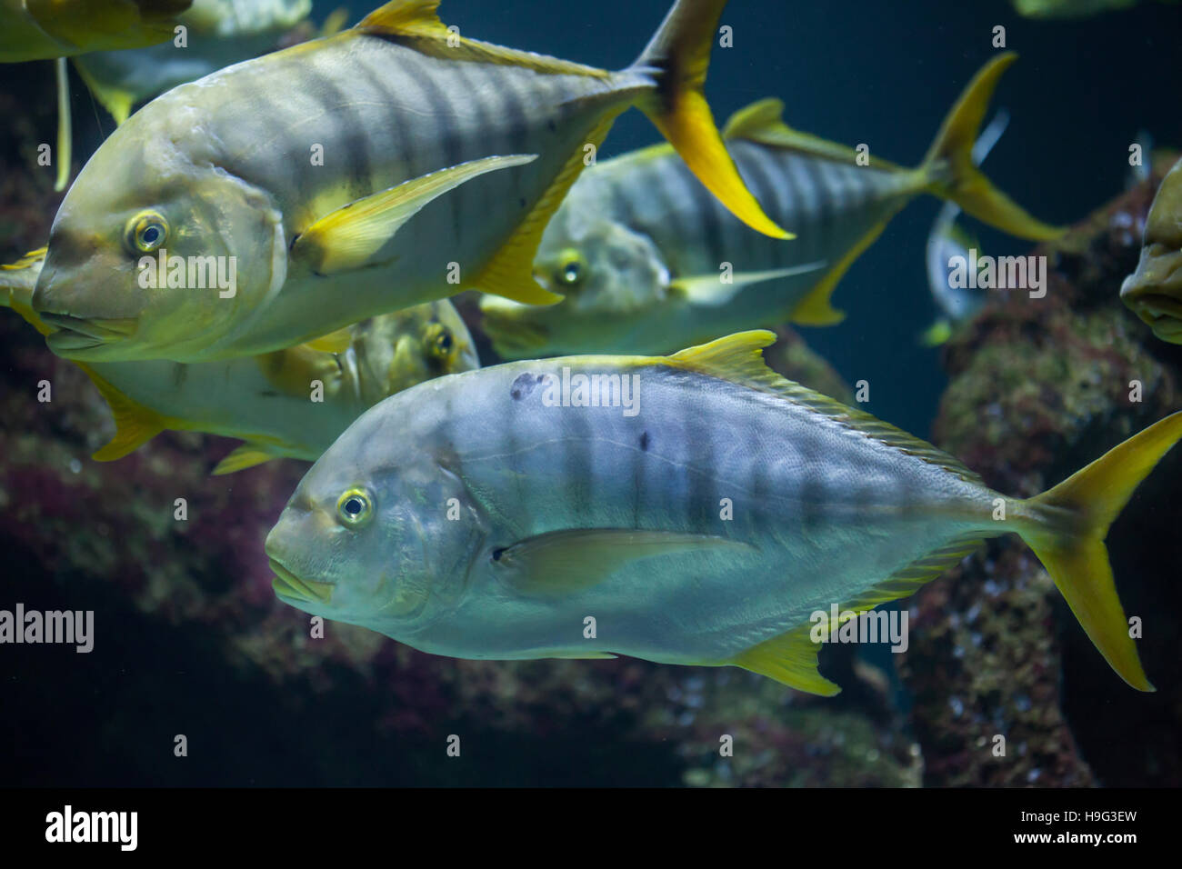 Golden trevally (Gnathanodon speciosus), also known as the golden ...