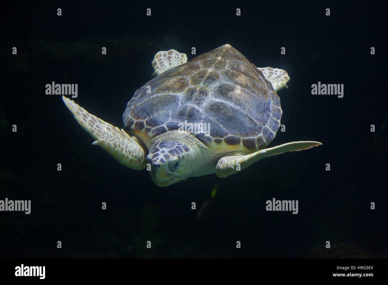 Loggerhead sea turtle (Caretta caretta), also known as the loggerhead ...