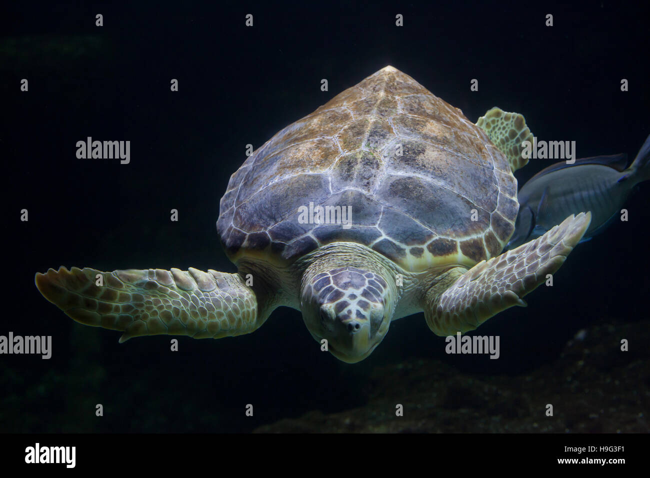 Loggerhead sea turtle (Caretta caretta), also known as the loggerhead ...