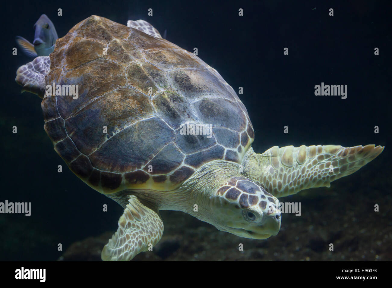 Loggerhead sea turtle (Caretta caretta), also known as the loggerhead ...