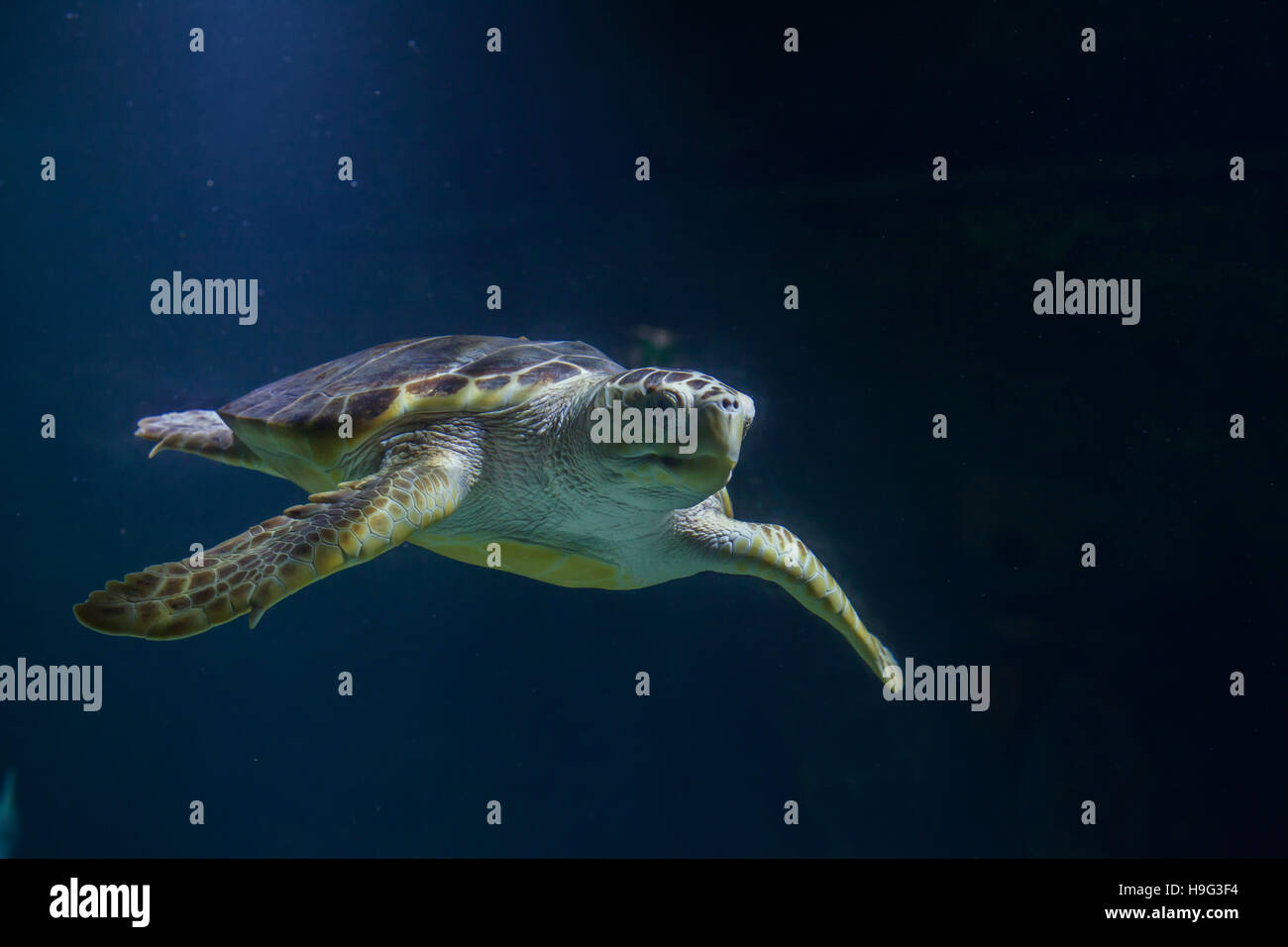 Loggerhead sea turtle (Caretta caretta), also known as the loggerhead ...