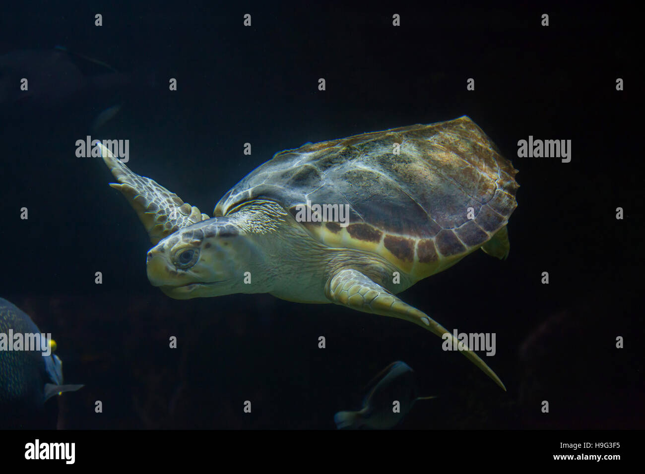 Loggerhead sea turtle (Caretta caretta), also known as the loggerhead ...