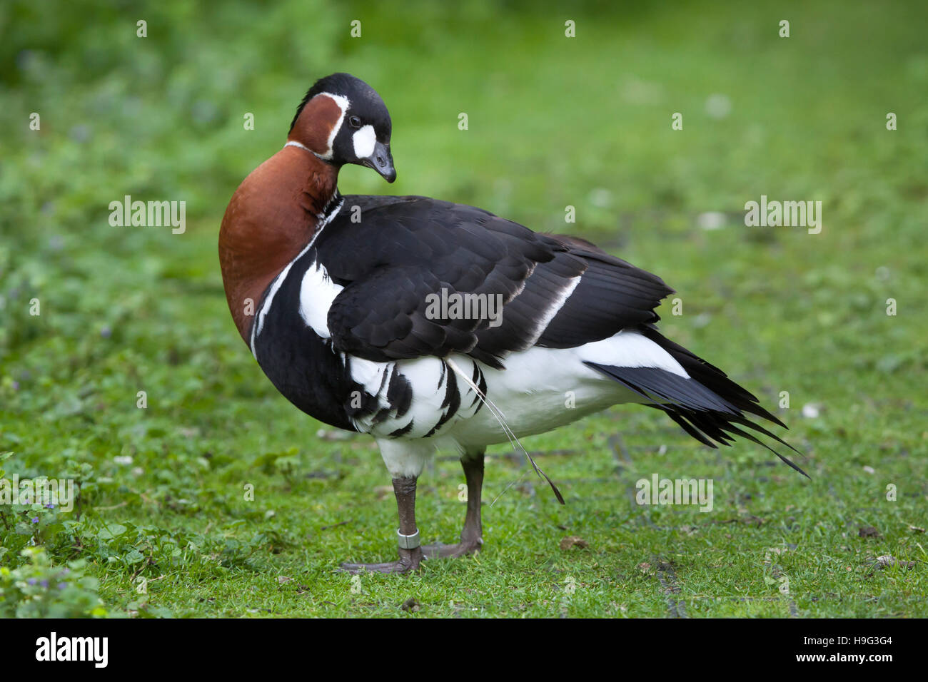 Red-breasted goose (Branta ruficollis). Wildlife animal Stock Photo - Alamy