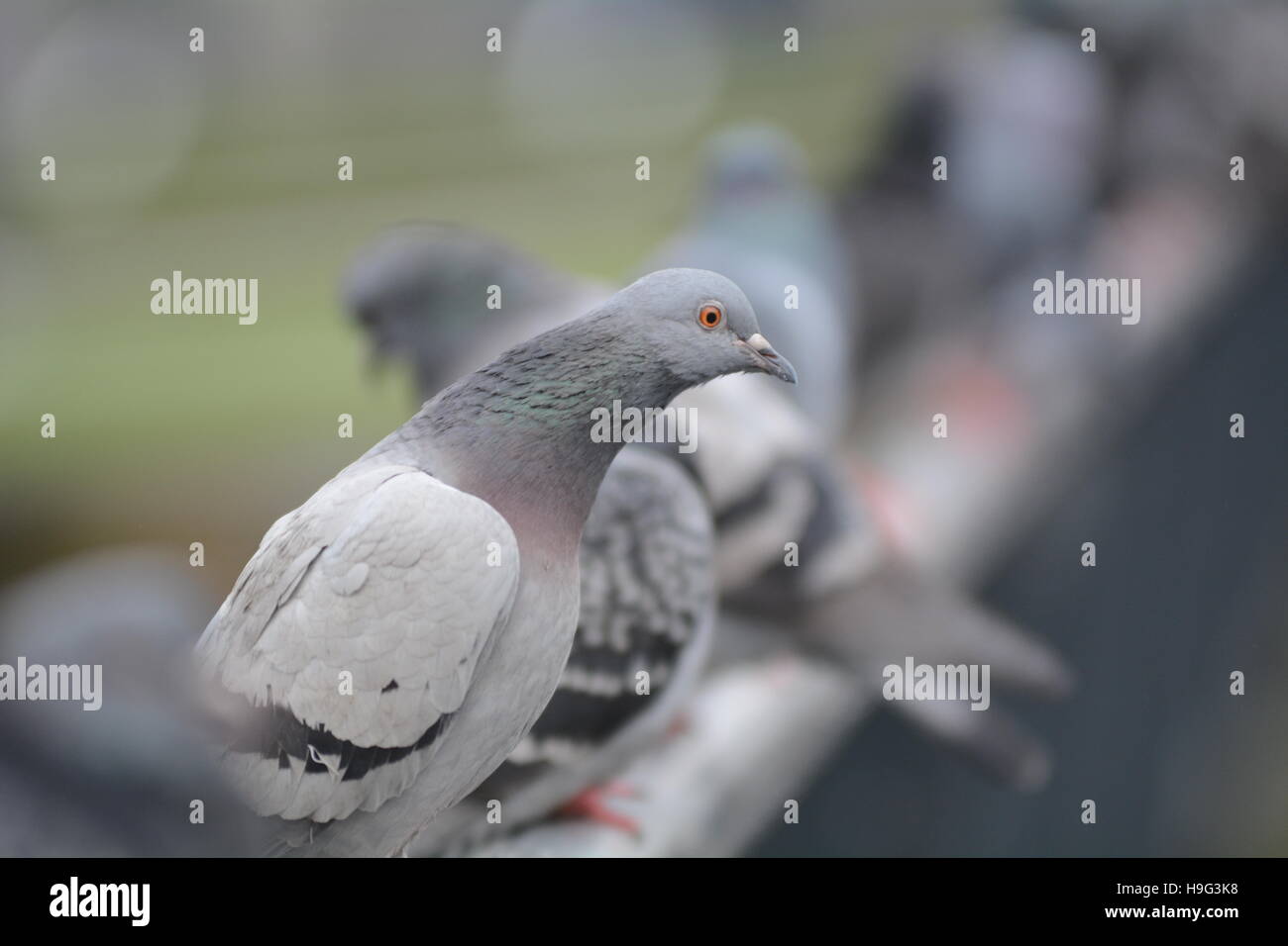 Manchester pigeon hi-res stock photography and images - Alamy