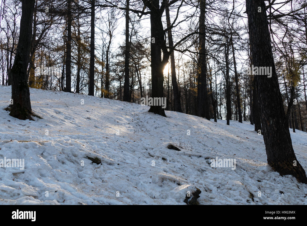 Park in the winter in the sun and snow Stock Photo - Alamy