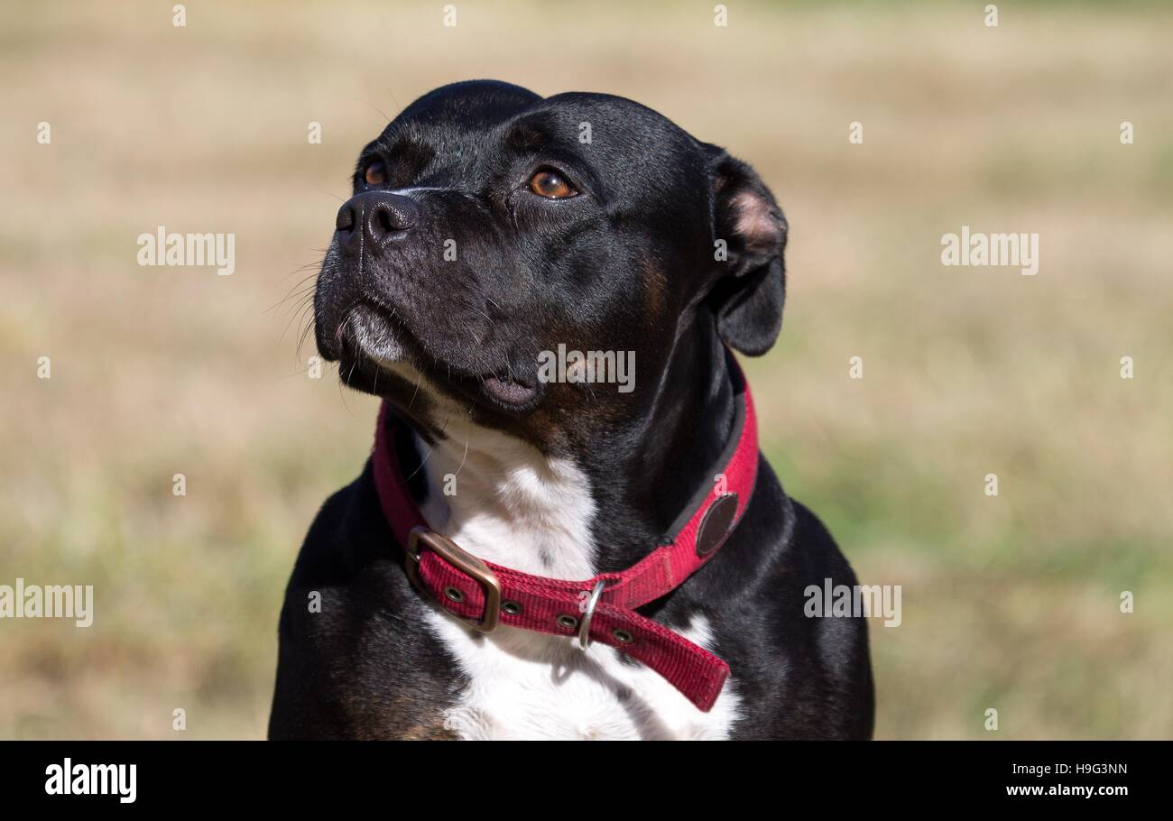 A good looking staff Stock Photo - Alamy