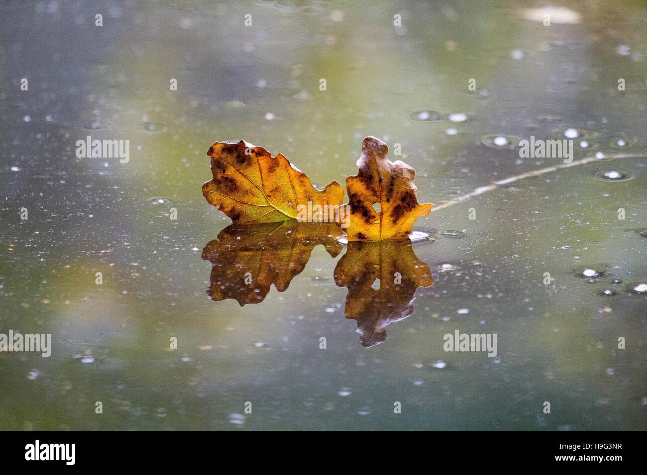 First leaf hi-res stock photography and images - Alamy