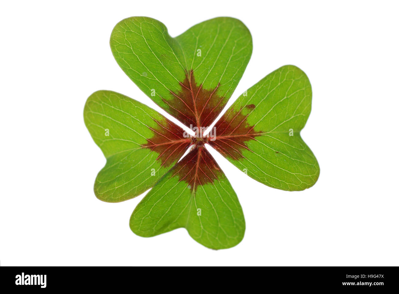 green isolated leaved shamrock Stock Photo - Alamy