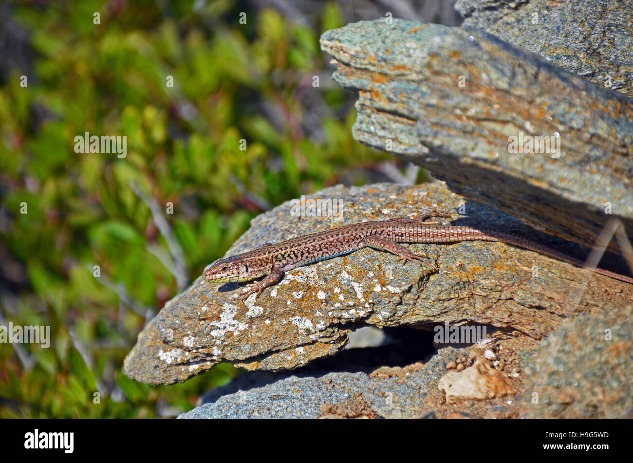 Lizard on a rock, near Kini, Syros, Cyclades, Greece Stock Photo - Alamy