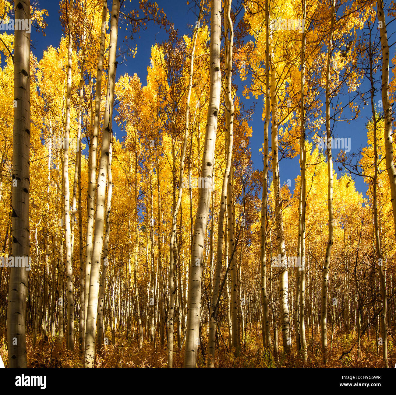 Marble buildings in the town of Marble, Colorado, USA Stock Photo - Alamy