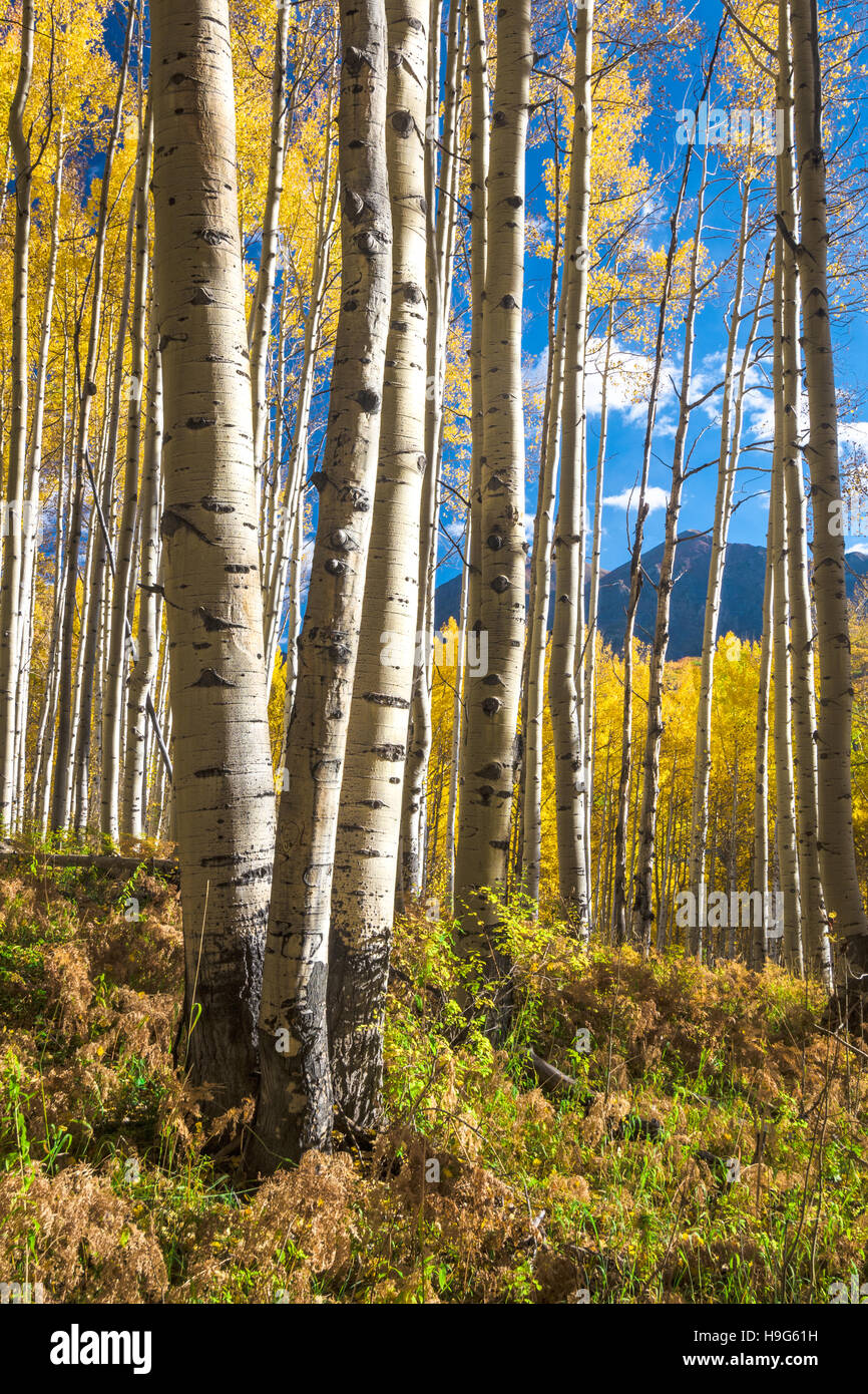 Aspen tree stand in the country with blue sky and with the sunlight ...