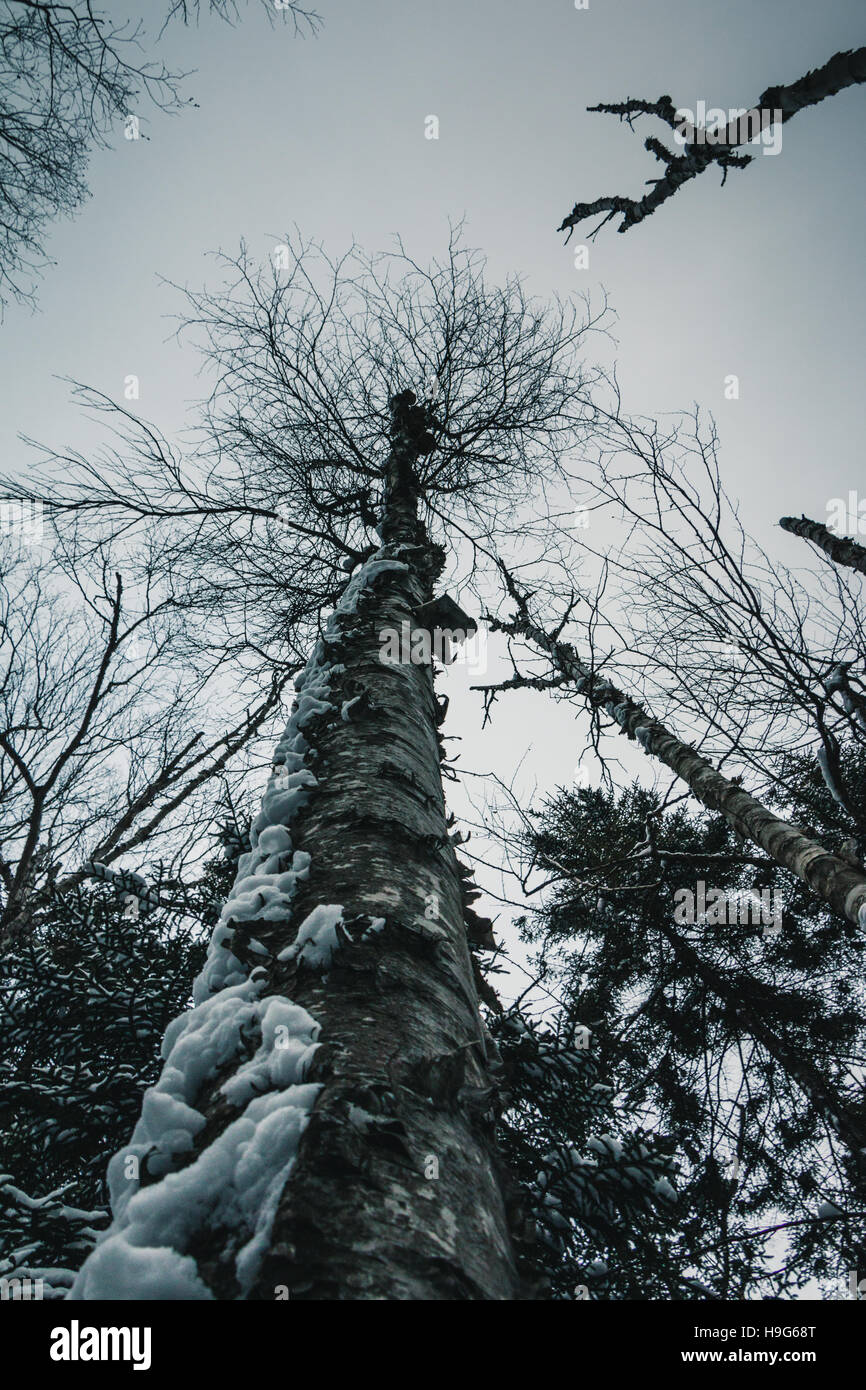 Peeling birch hi-res stock photography and images - Alamy