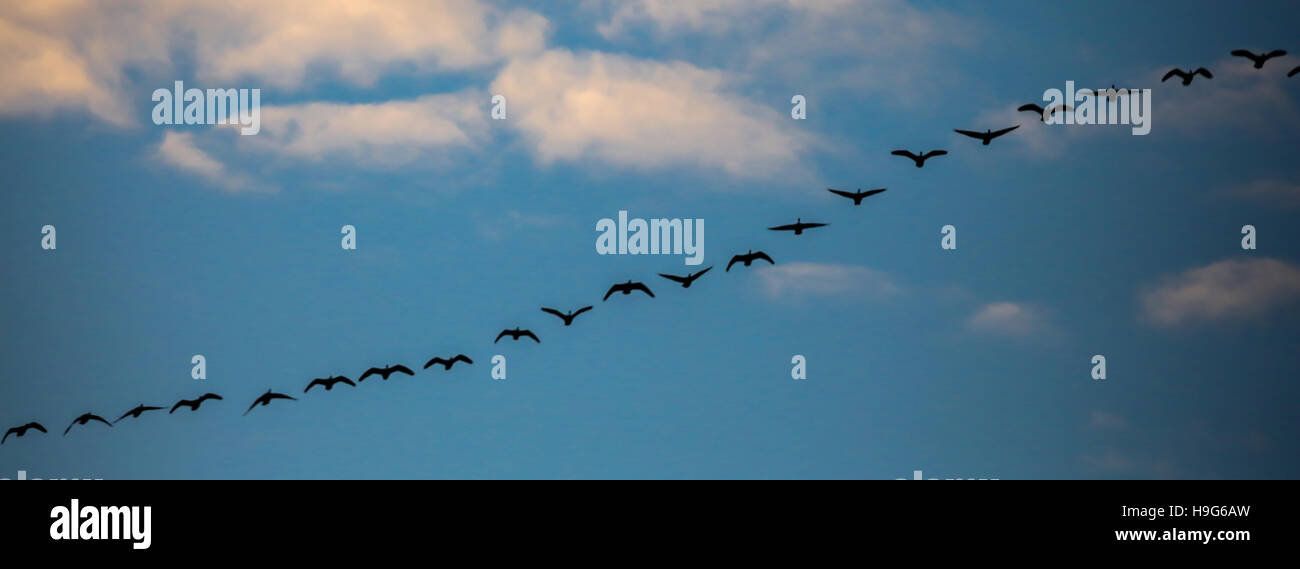 Panoramic photo of a flock of geese in a blue sky Stock Photo - Alamy