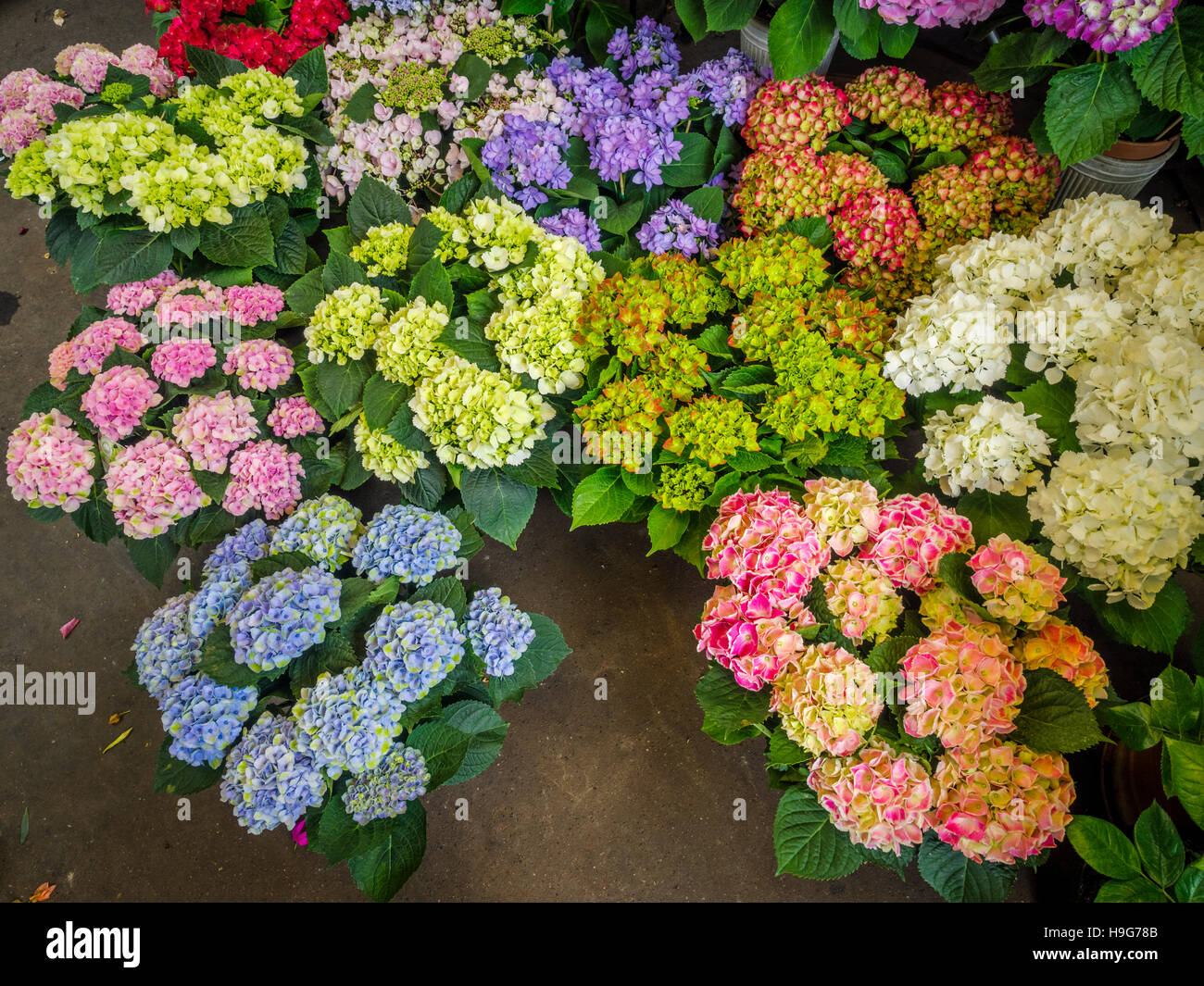 Street flower shop in Paris, France Stock Photo - Alamy