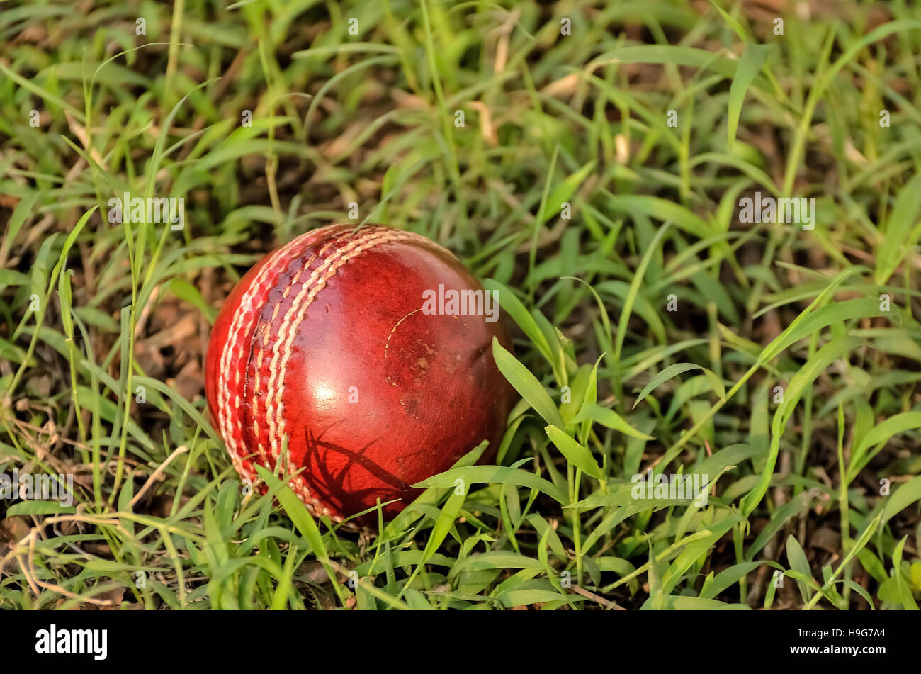 Red leather cricket ball on grass Stock Photo - Alamy
