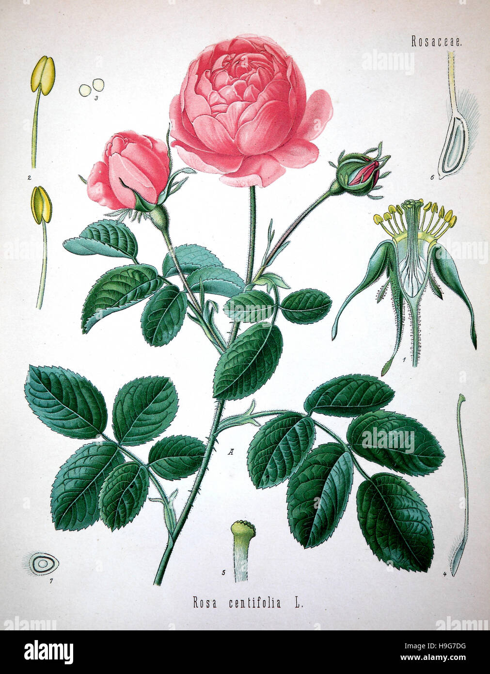 Rosa centifolia rosa centifolia hi-res stock photography and images - Alamy