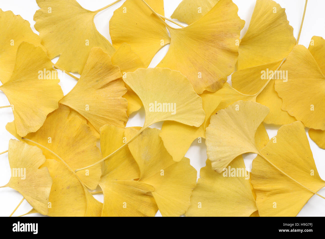 Japanese yellow ginkgo background Stock Photo - Alamy