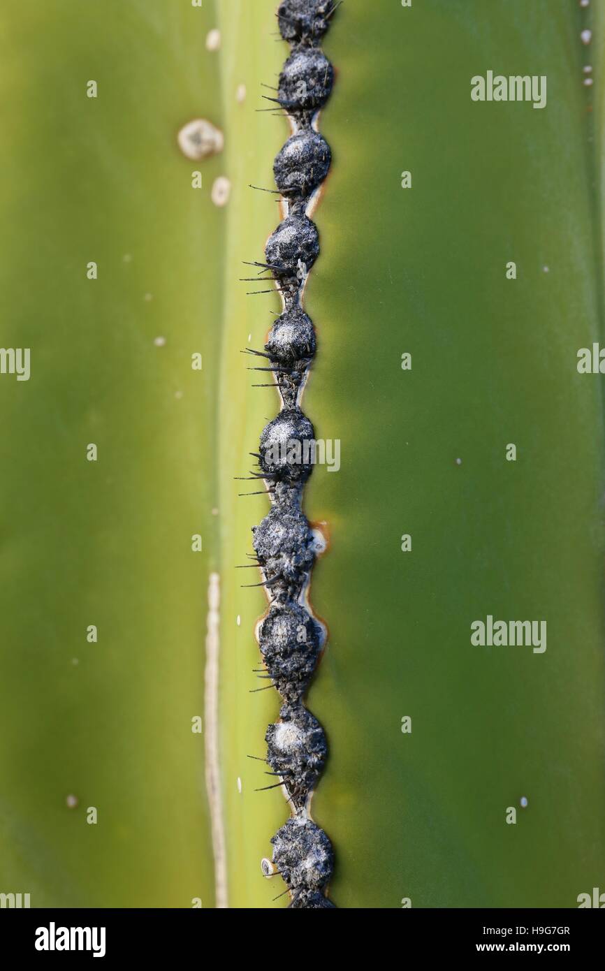 Mexican giant cardon cactus hi-res stock photography and images - Alamy