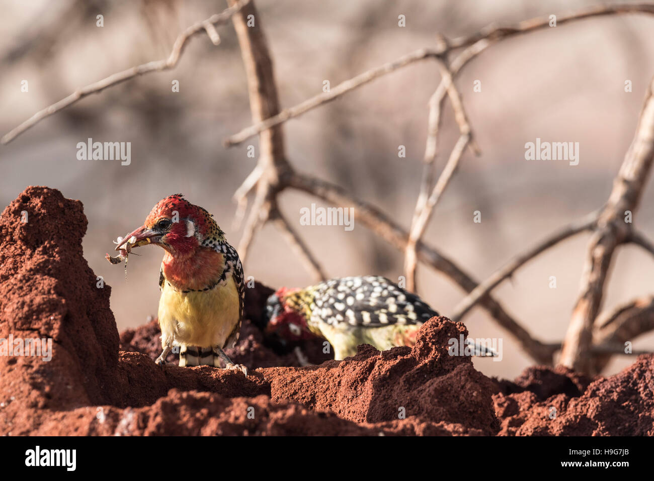 Termite feeding bird hi-res stock photography and images - Alamy