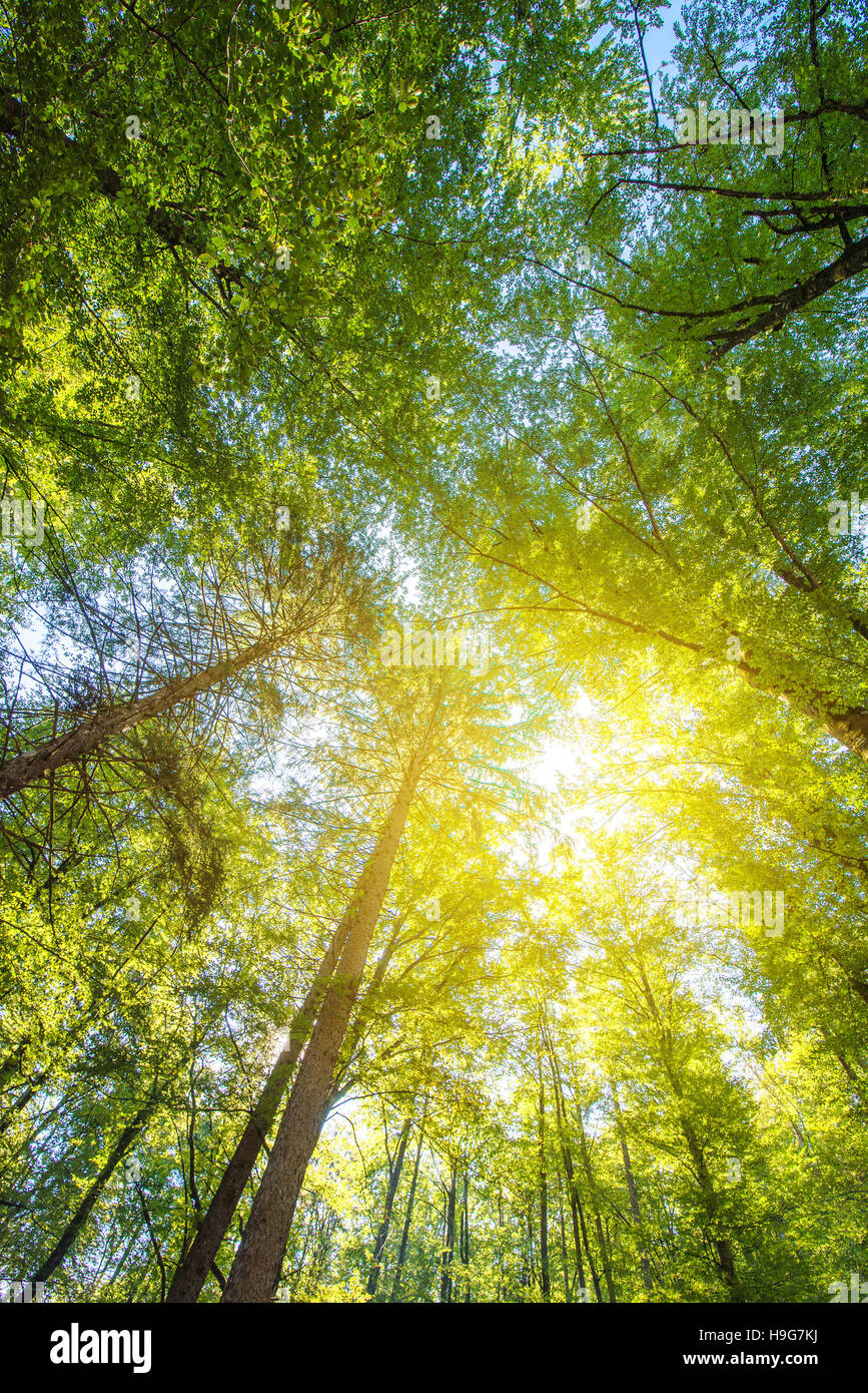 High up in trees hi-res stock photography and images - Alamy