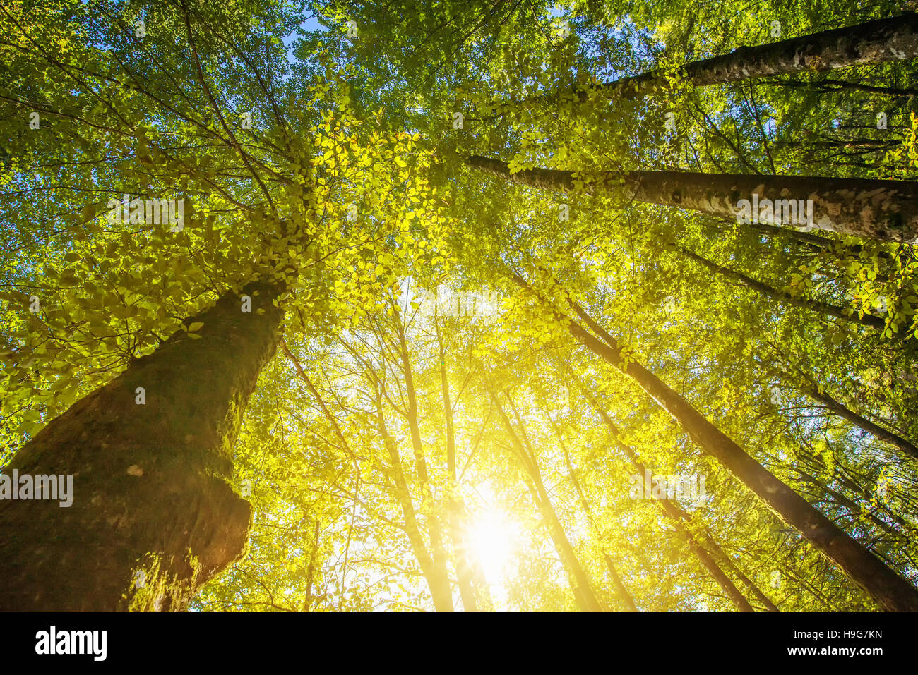 Under the high treetops, looking up at sunbeam - low angle view of tall ...