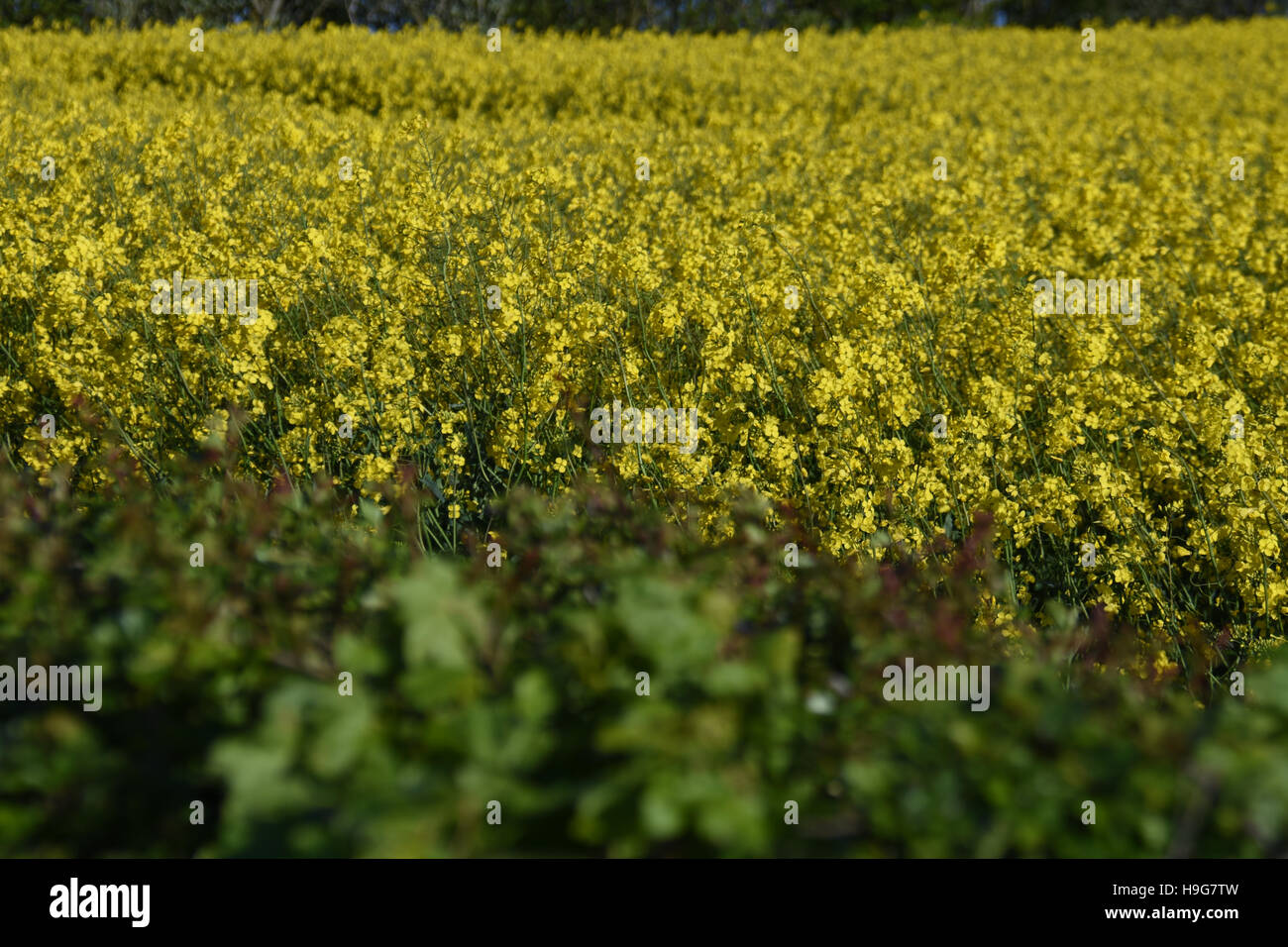 Oilseed rape crop looking healthy and ready to harvest Stock Photo - Alamy