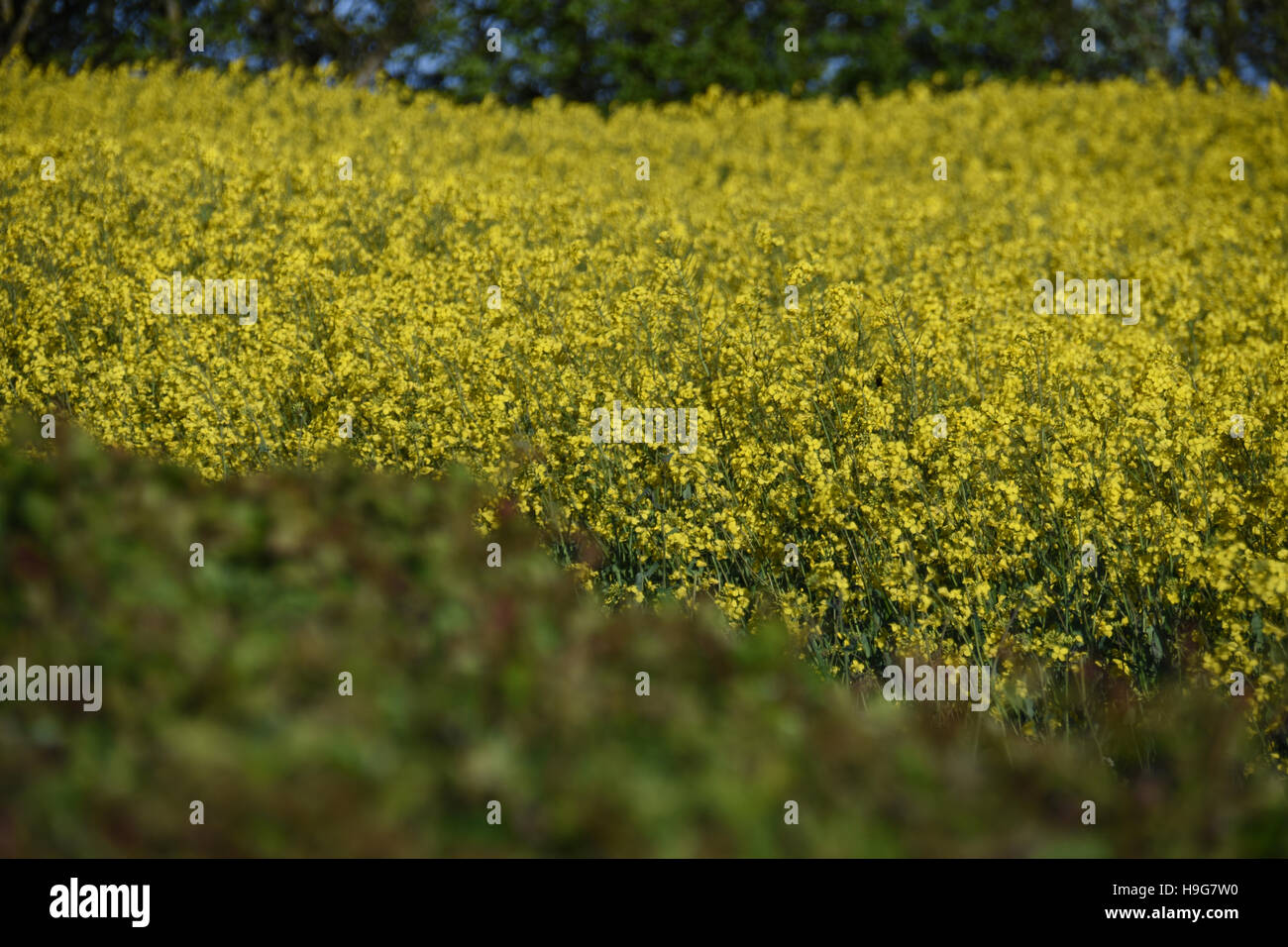 Oilseed rape crop looking healthy and ready to harvest Stock Photo - Alamy