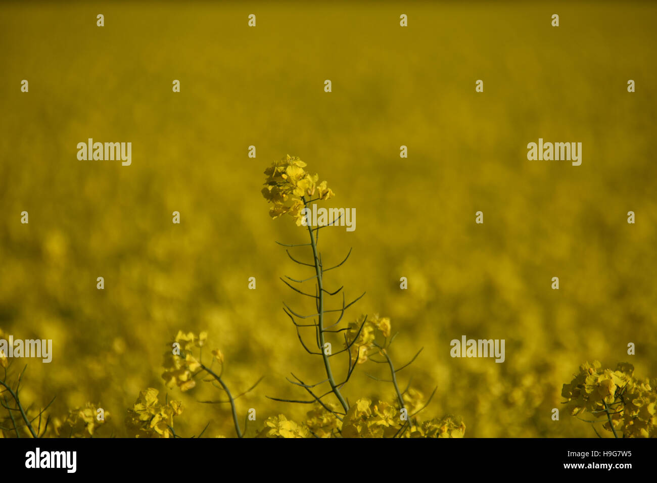 Oilseed rape crop healthy ready to harvest, spring crop, summer crop ...