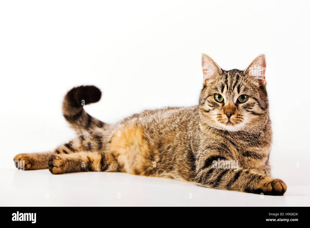 Cat tail tails domestic hi-res stock photography and images - Alamy