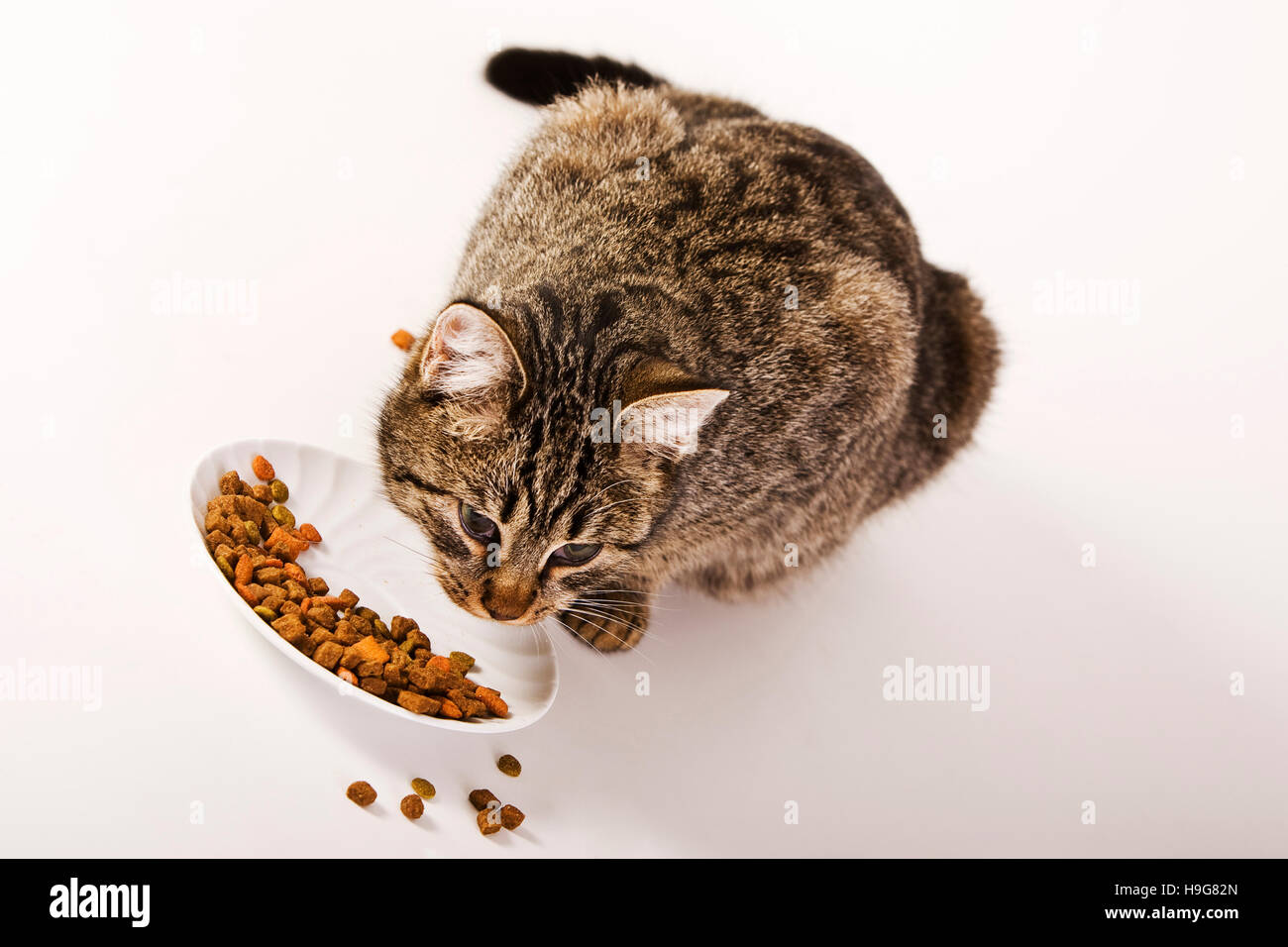 Feeding cat domestic hi-res stock photography and images - Alamy