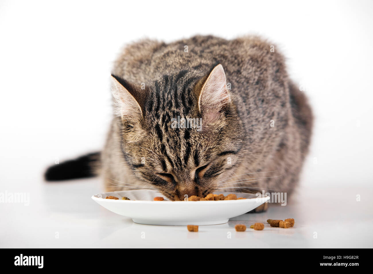 Domestic cat feeding Stock Photo - Alamy