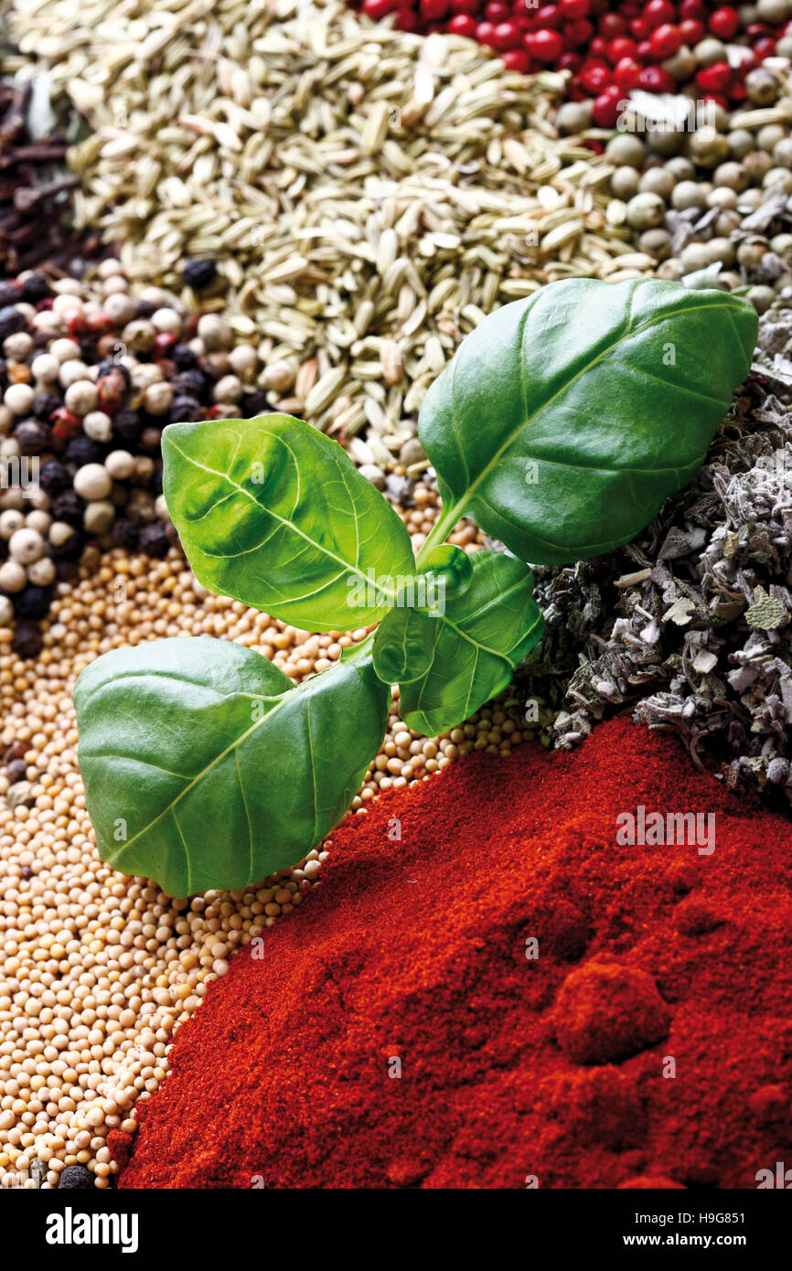 Various spices, mustard seeds, bell pepper powder, basil Stock Photo ...