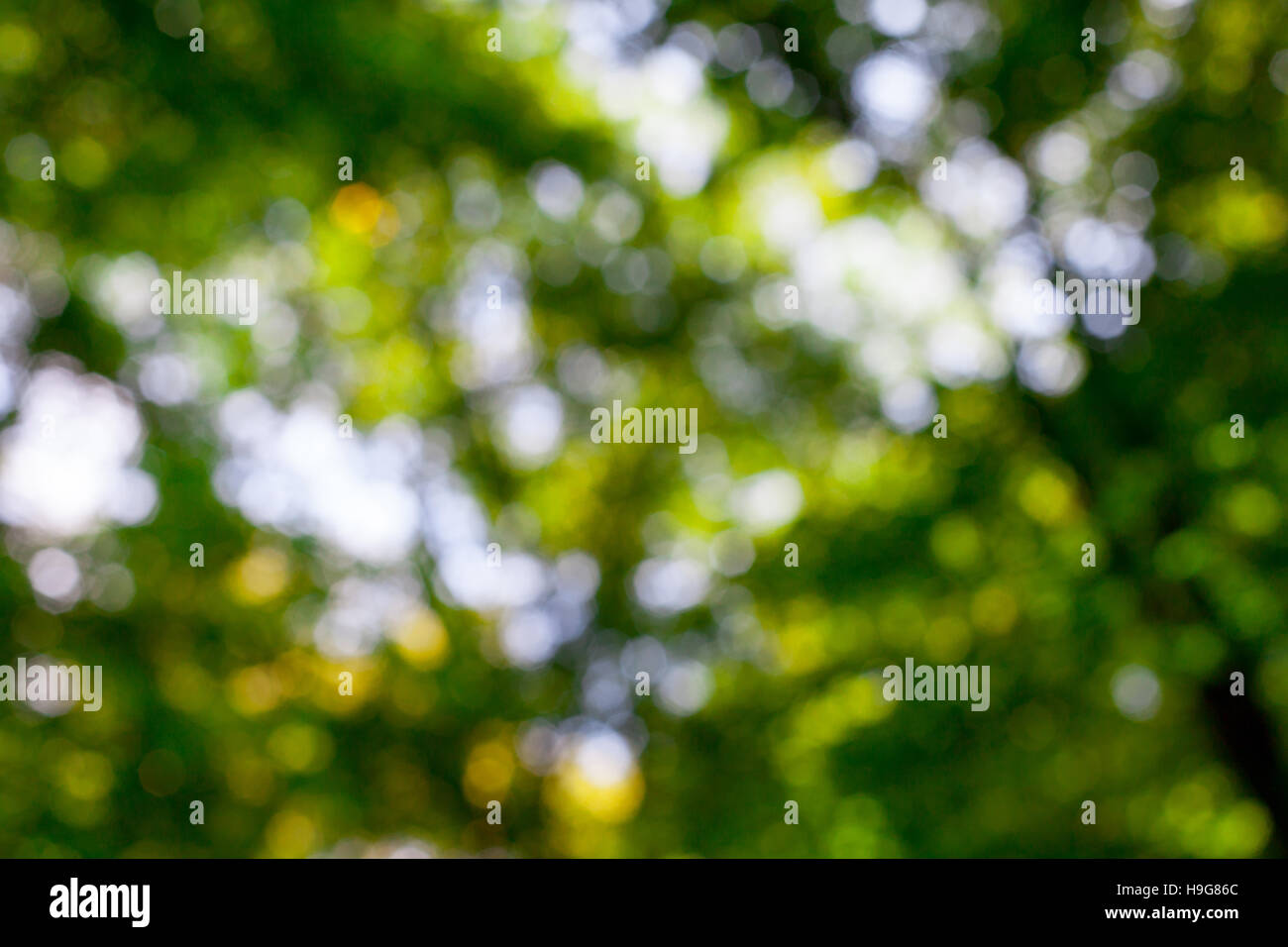 Blurred abstract tree bokeh Stock Photo - Alamy