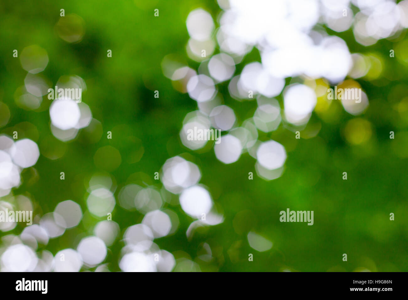Blurred abstract tree bokeh Stock Photo - Alamy