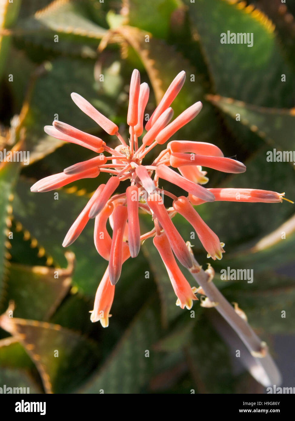 Medicinal Aloe (Aloe vera), red flower Stock Photo - Alamy