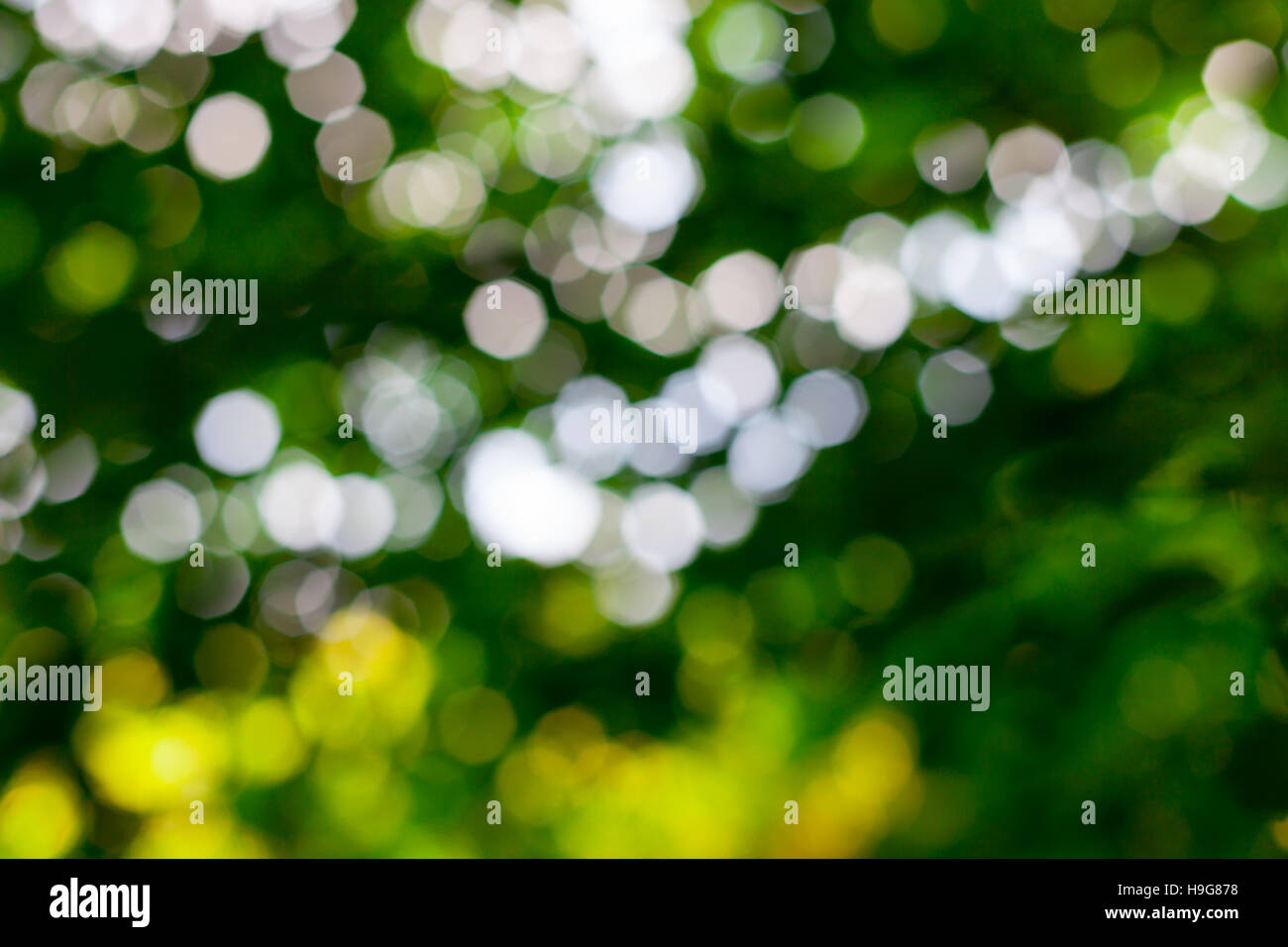 Blurred abstract tree bokeh Stock Photo - Alamy
