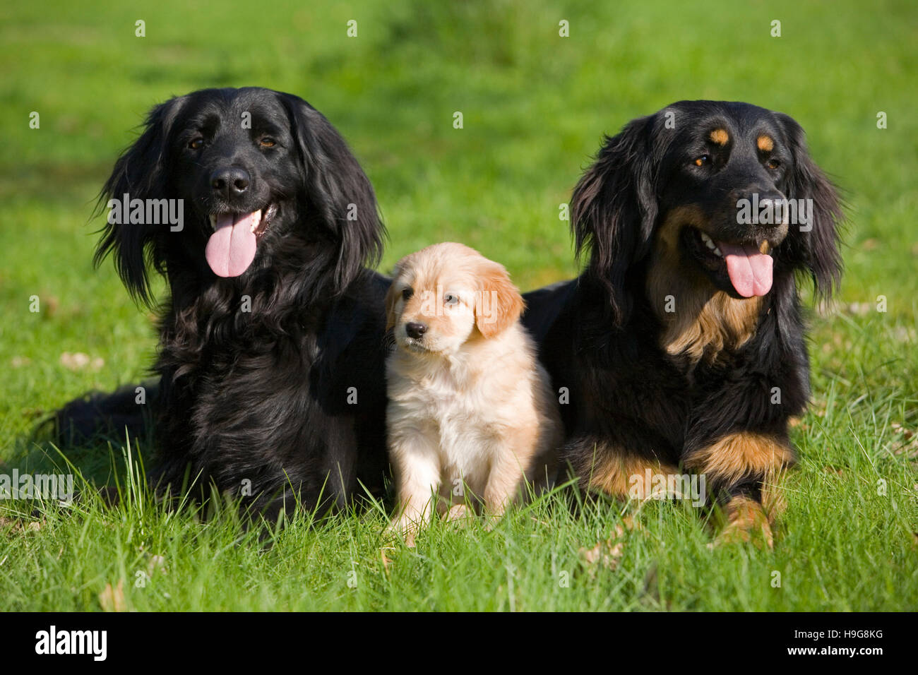 Hovawart dogs and a puppy Stock Photo - Alamy