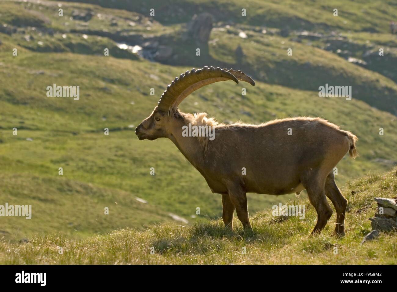 Capra ibex back hi-res stock photography and images - Alamy