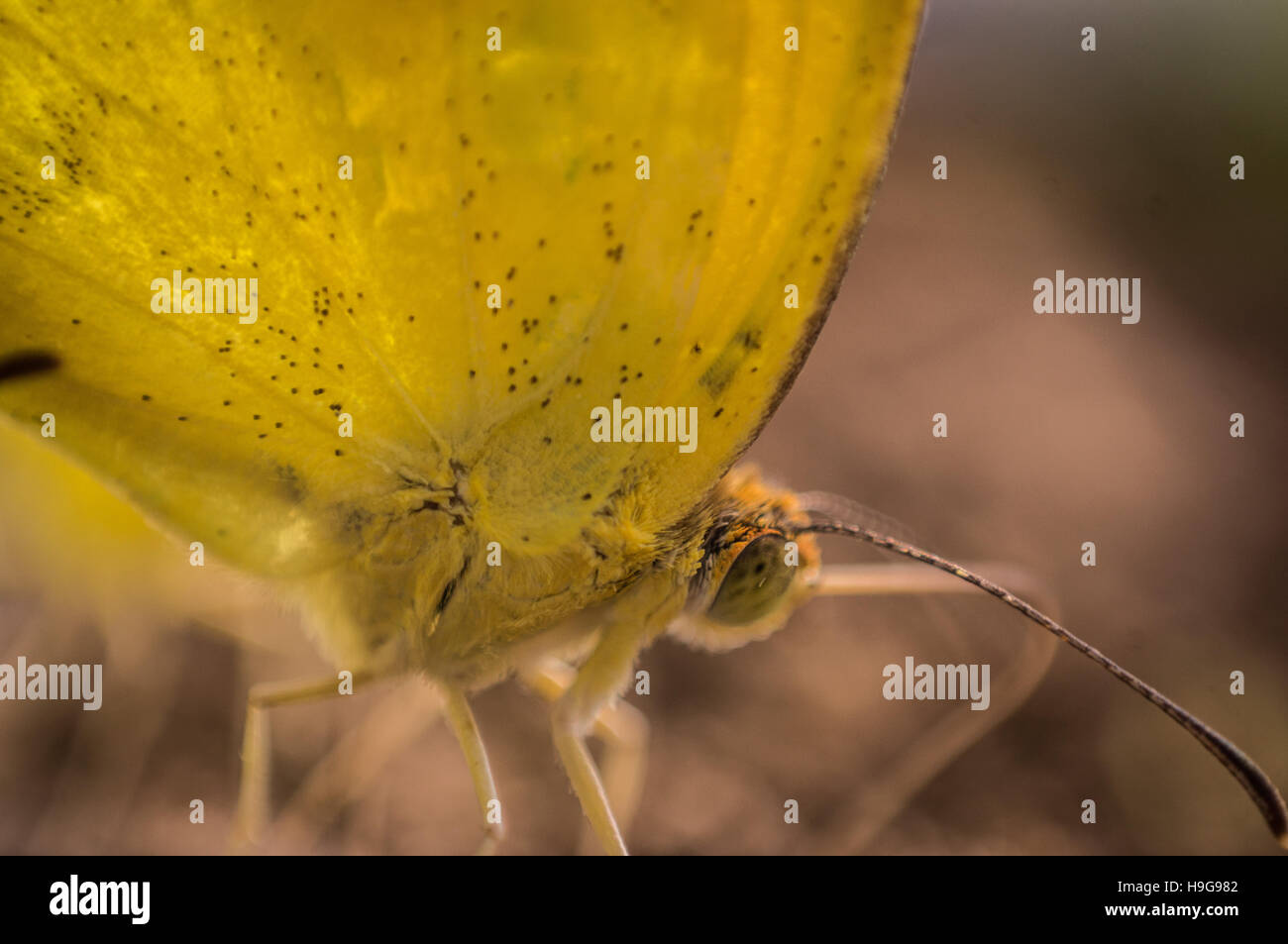 Butterfly wing microscope hi-res stock photography and images - Alamy
