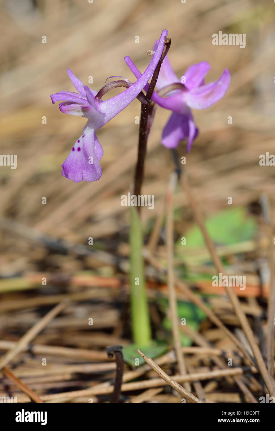 Troodos Orchid - Orchis troodi Endemic Cyprus Orchid of Pine Forests ...