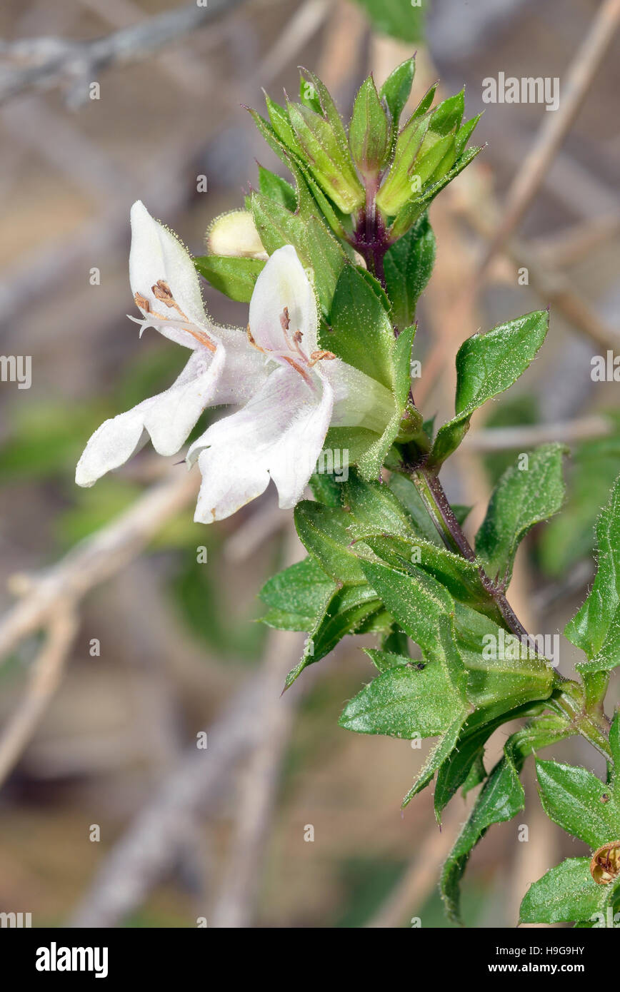 Prasium majus hi-res stock photography and images - Alamy