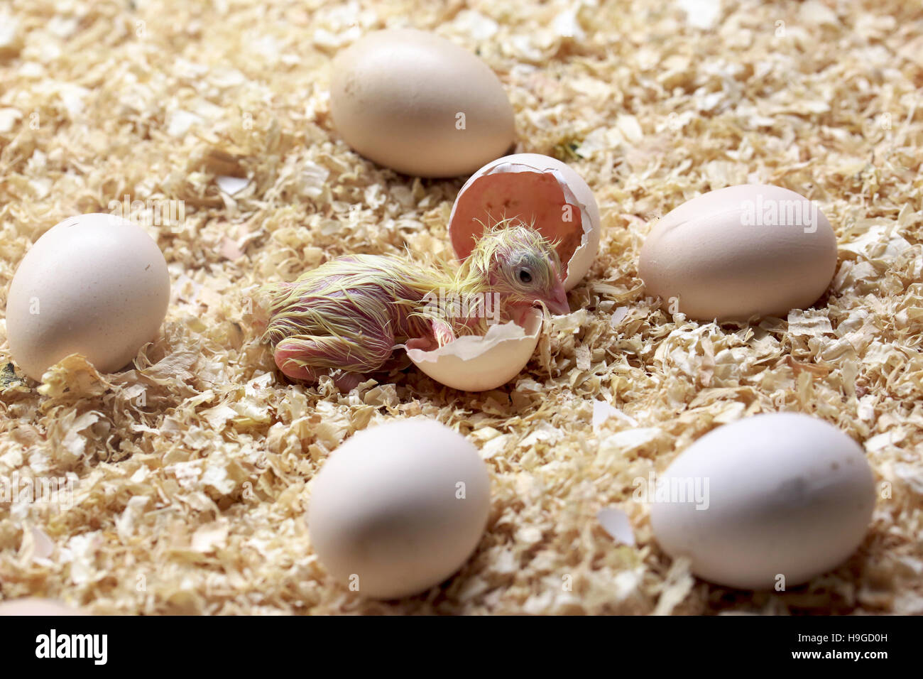 Birth of a baby chick on a farm Stock Photo - Alamy